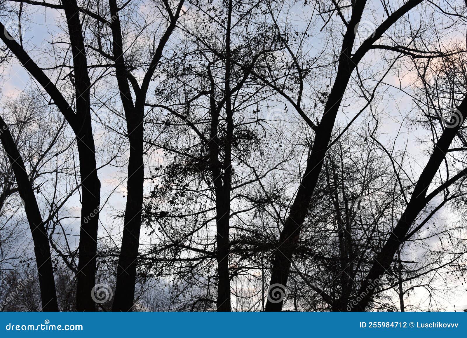 Black Tree Branches Against a Blue Sky without Leaves Stock Photo ...