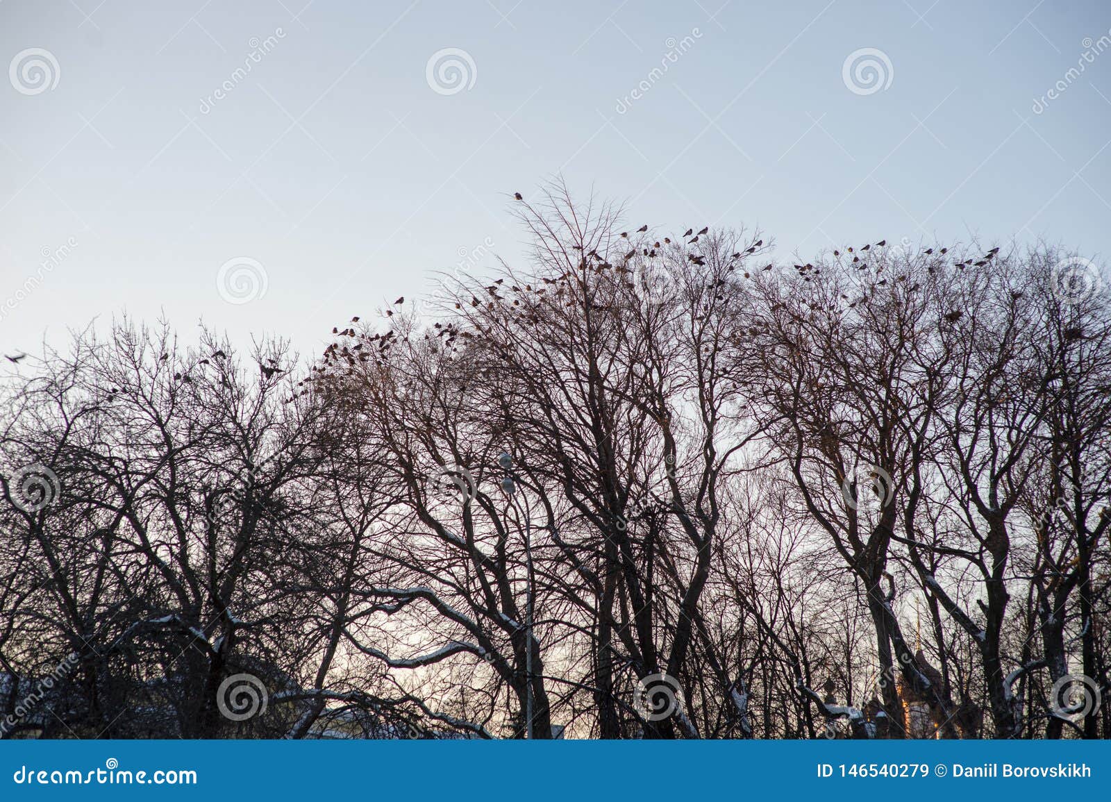 Black tree branches. stock image. Image of lace, branches - 146540279