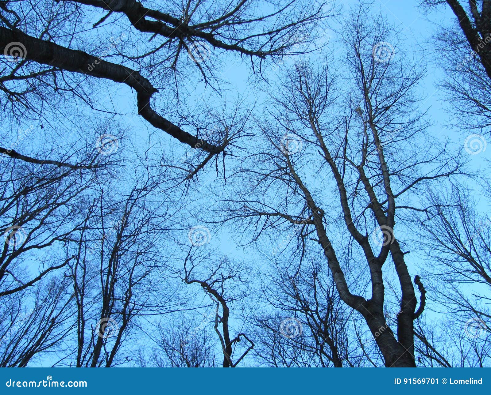 Black Tree Branches on Sky Background Stock Image - Image of landscape ...