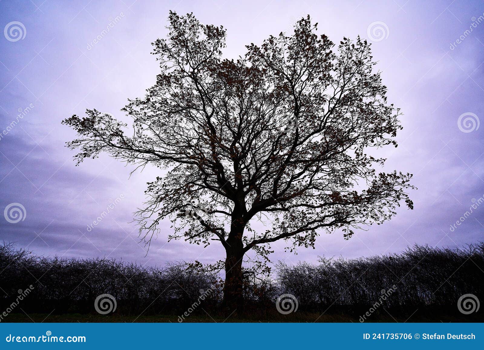 Black Tree on a Field stock photo. Image of backlit - 241735706
