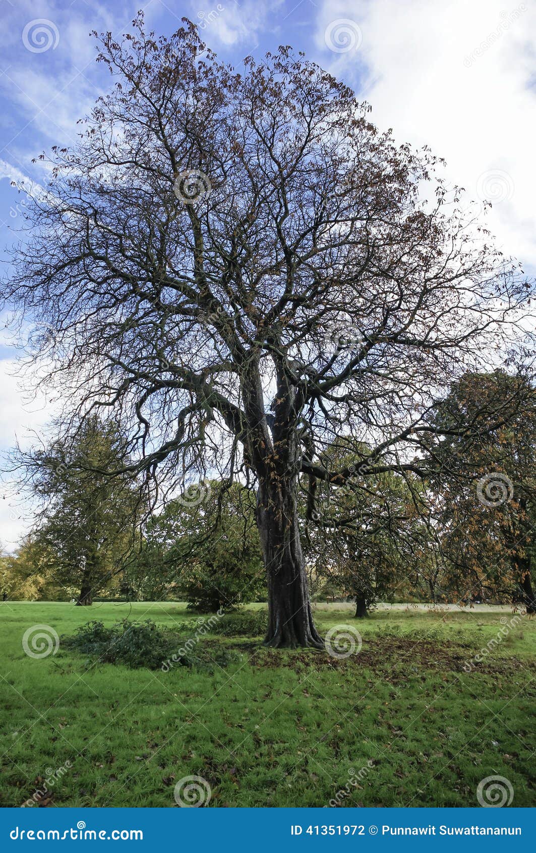 Black tree stock photo. Image of garden, black, tree - 41351972