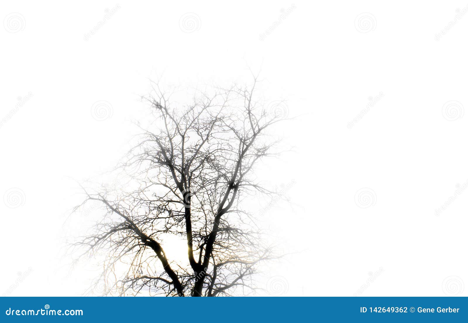 Black Tree on Light Background Stock Photo - Image of nature, winter ...