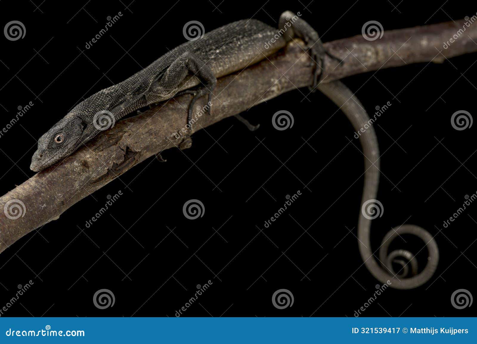 Black Tree Monitor (Varanus Beccarii) Stock Image - Image of guinea ...