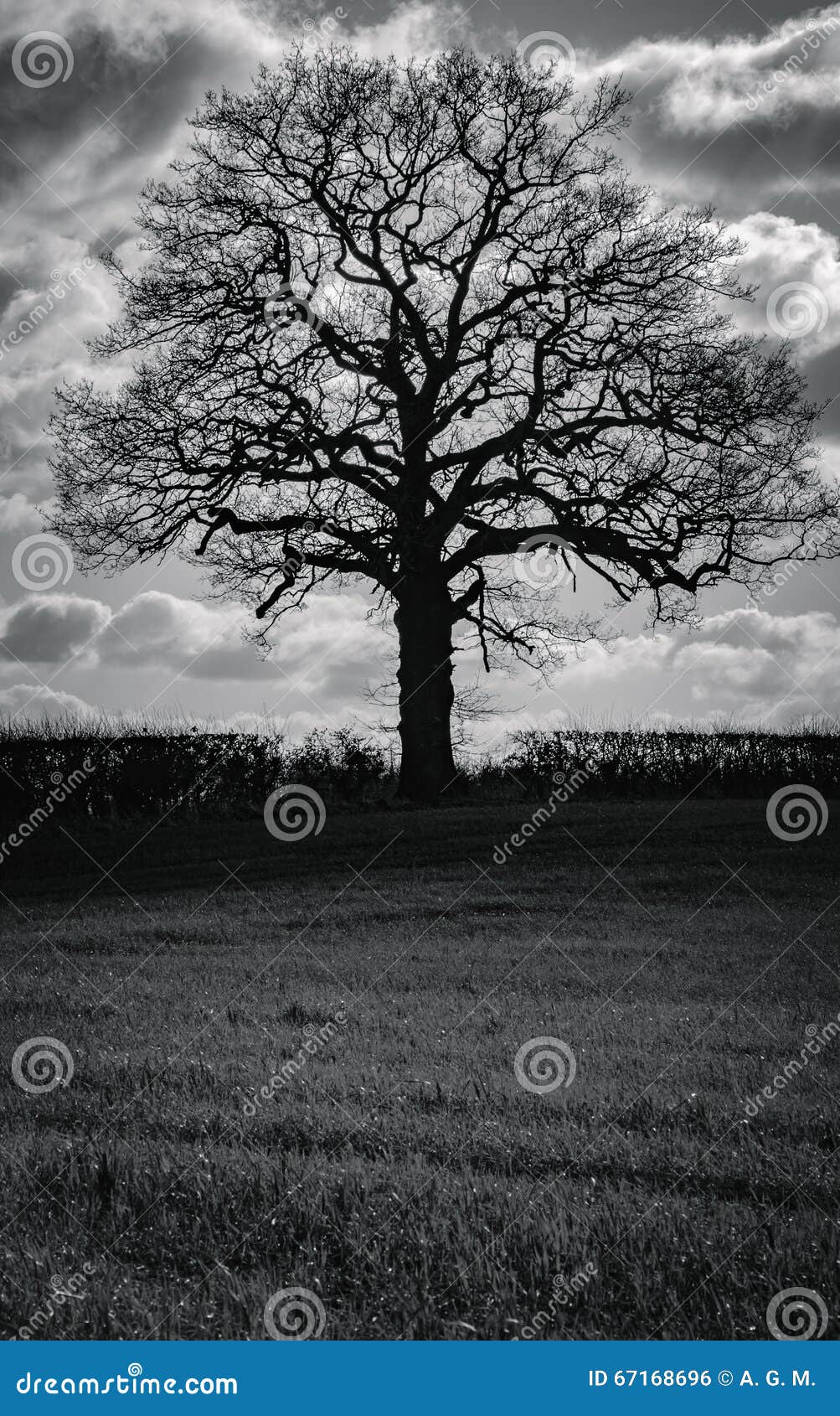 Black tree stock photo. Image of dreamlike, cold, leaf - 67168696