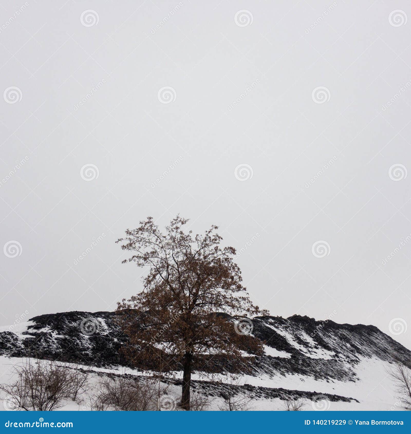 Black tree in the snow. stock image. Image of trees - 140219229