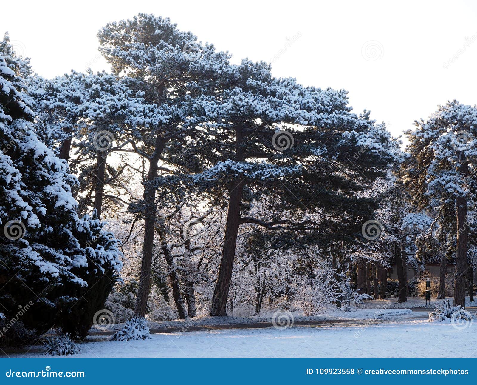 Black Tree With Snow Of Leaves At Daytime Picture. Image: 109923558