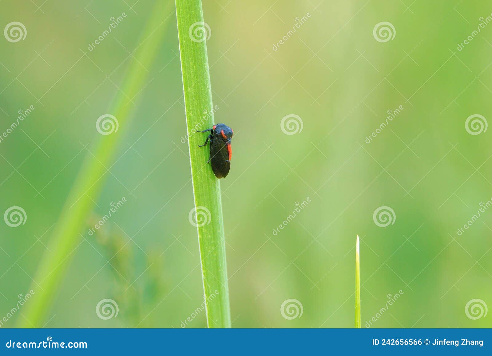 Black treehopper stock photo. Image of umbonia, wildlife - 242656566