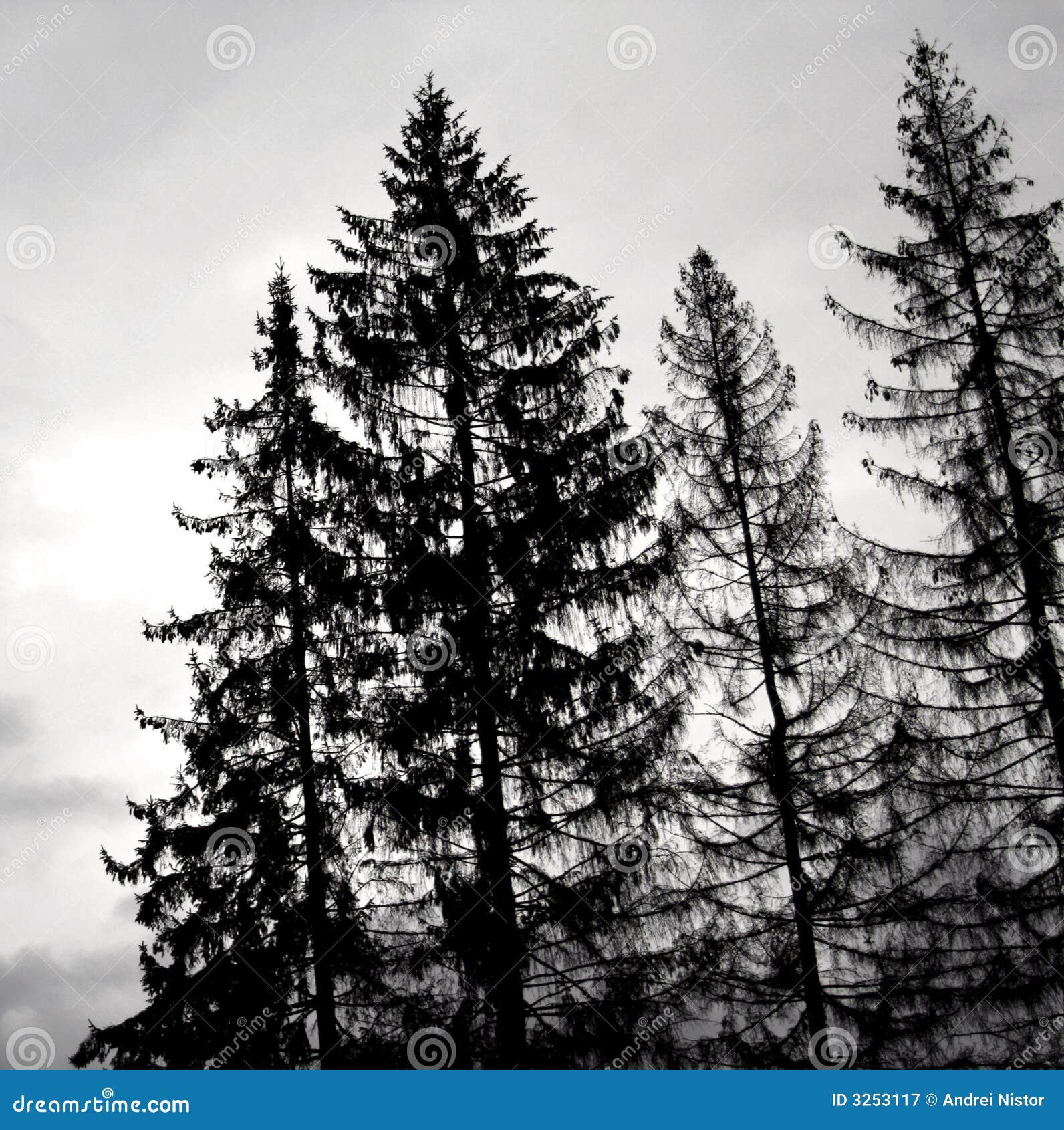 Black trees stock image. Image of high, leaves, fall, minimal - 3253117