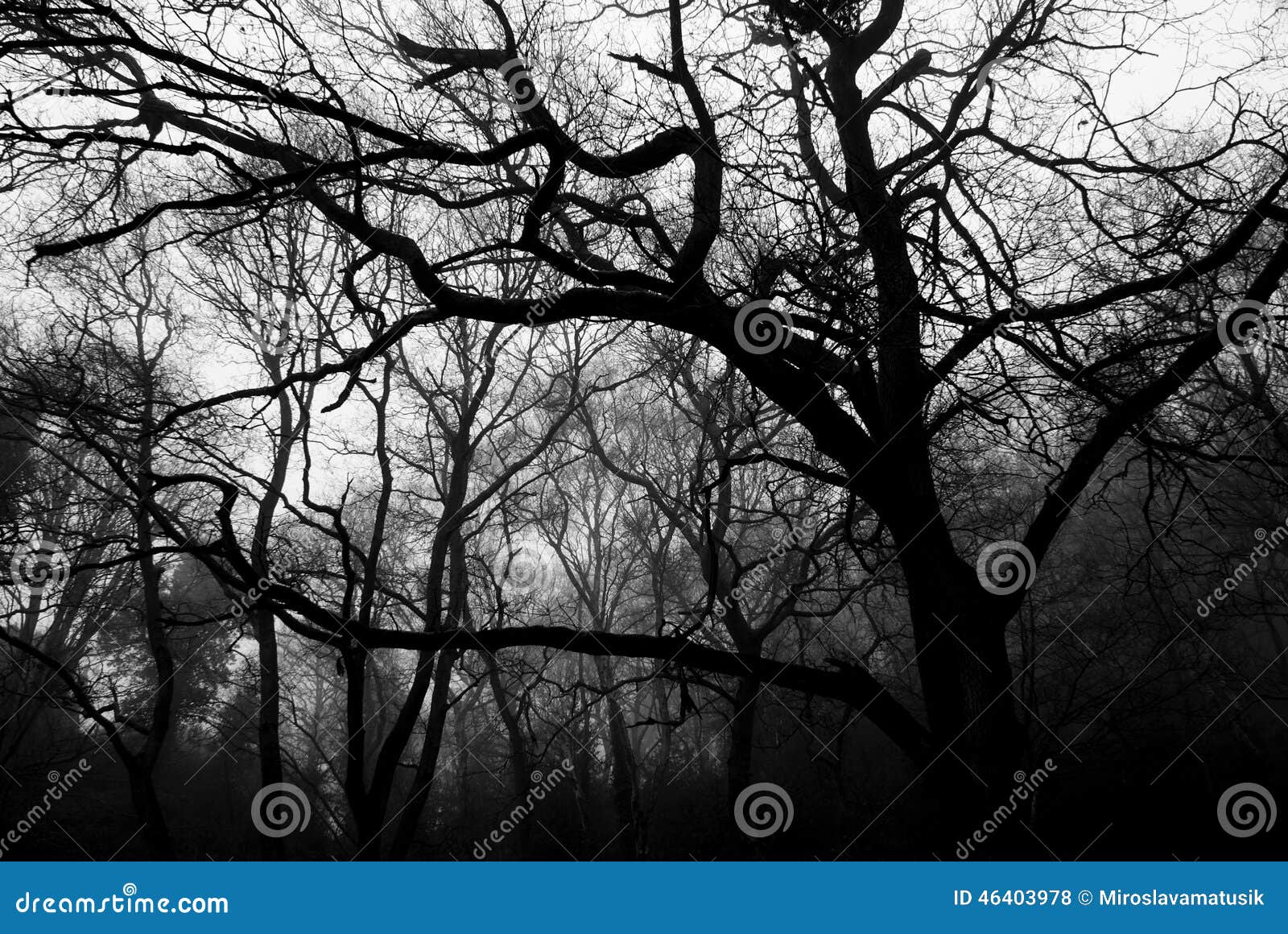Black trees stock photo. Image of black, trees, depression - 46403978
