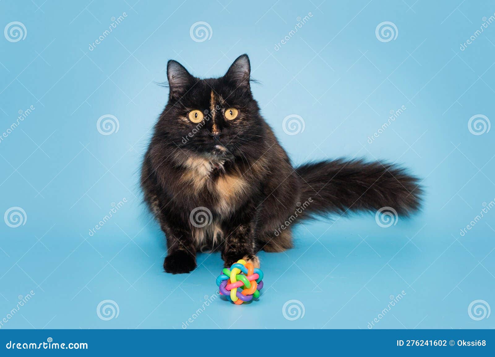 Black, Tricolor Cat with Yellow Eyes Stock Photo - Image of sitting ...