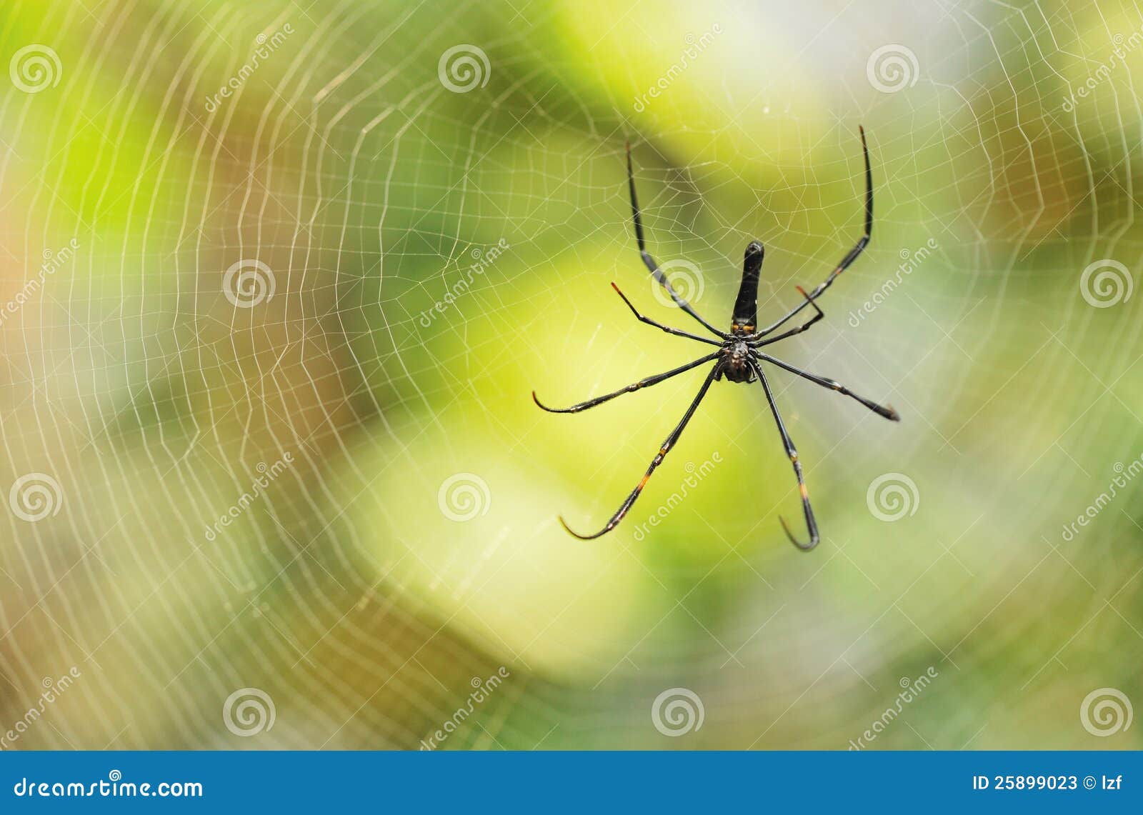 Black tropical spider stock image. Image of natural, outdoor - 25899023