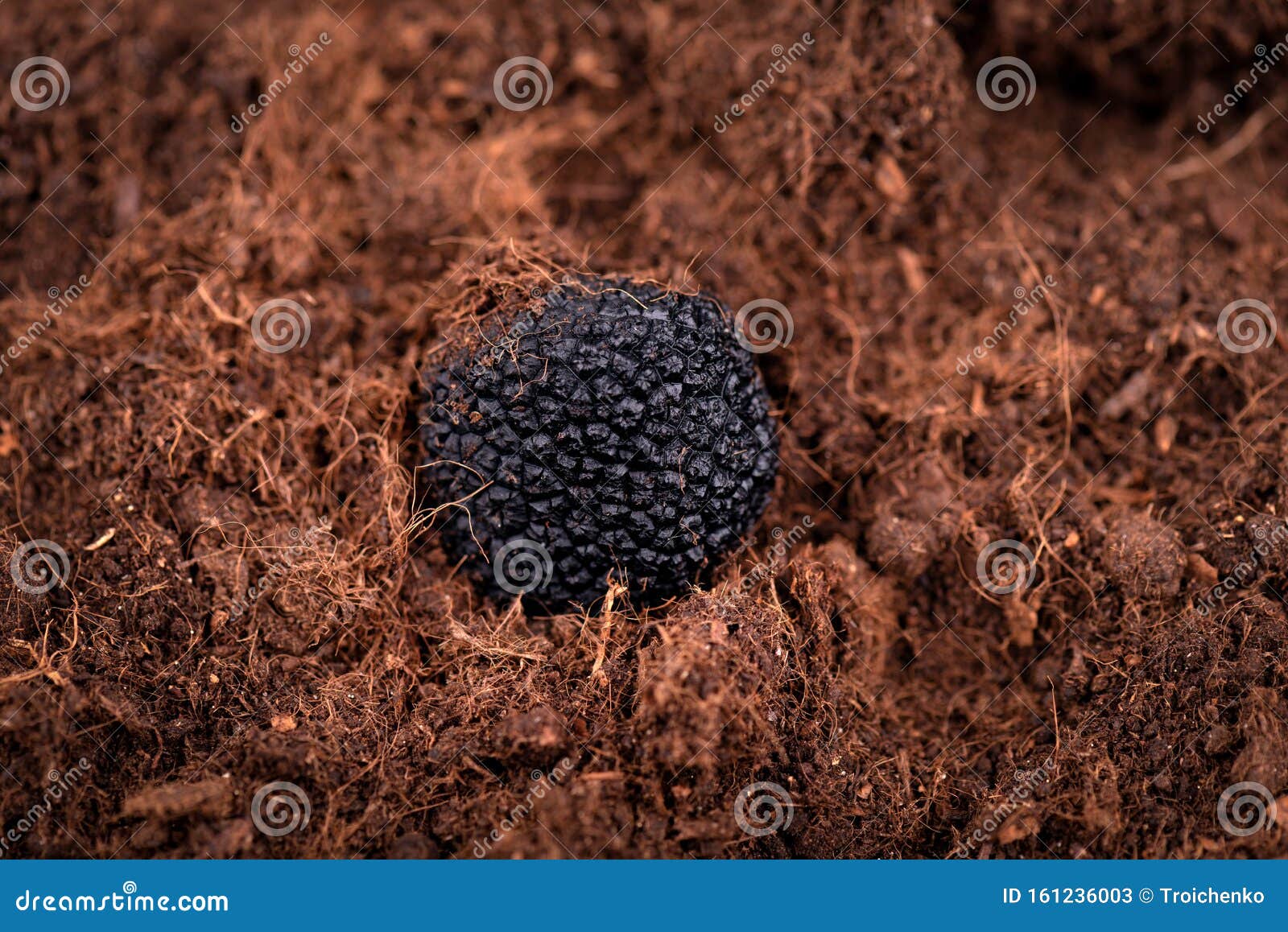 Black Truffle In The Ground Truffle Hunt Mushroom Cultivation Delicacy Exclusive Truffle