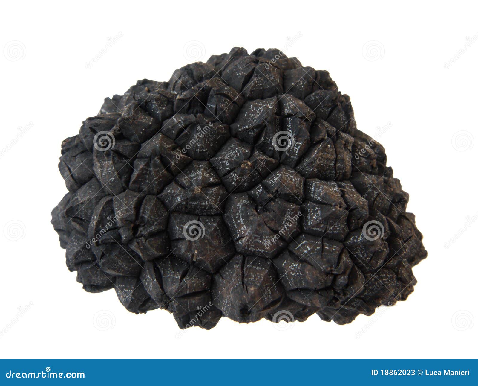 Black truffle s texture stock image. Image of precious - 18862023