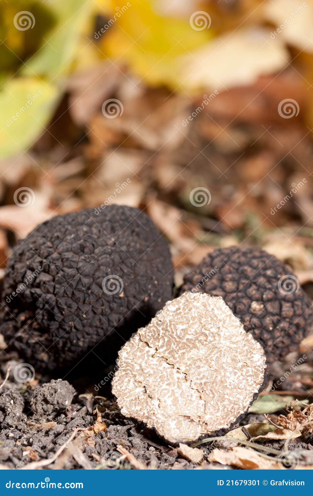 Black truffles stock image. Image of food, aestivum, rare - 21679301
