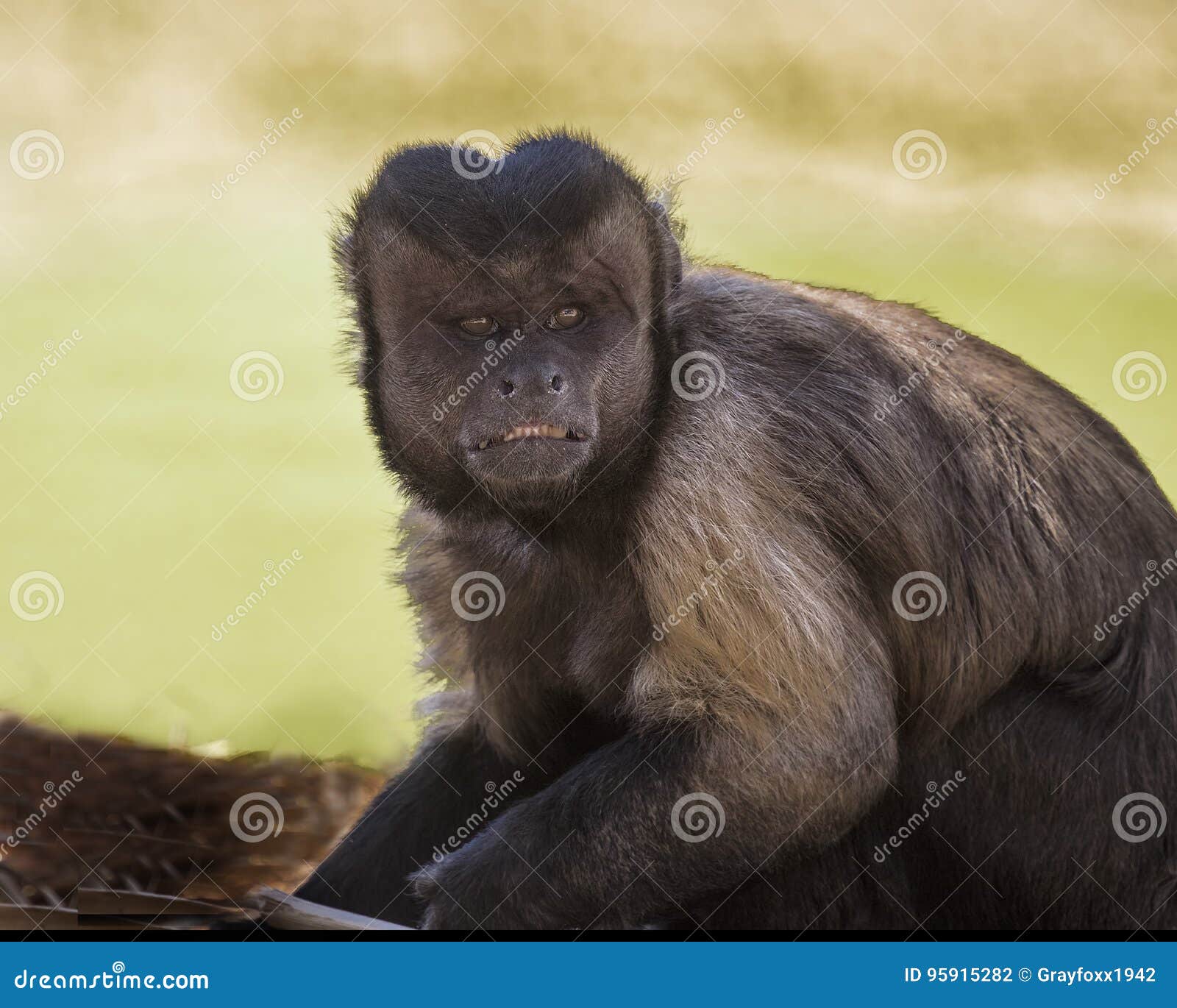 Black Tufted Capuccin Monkey Stock Photo - Image of powerful, social ...