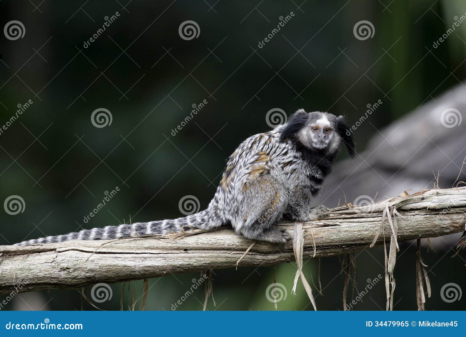Black Tufted-ear Marmoset, Callithrix Penicillata Stock Image - Image ...