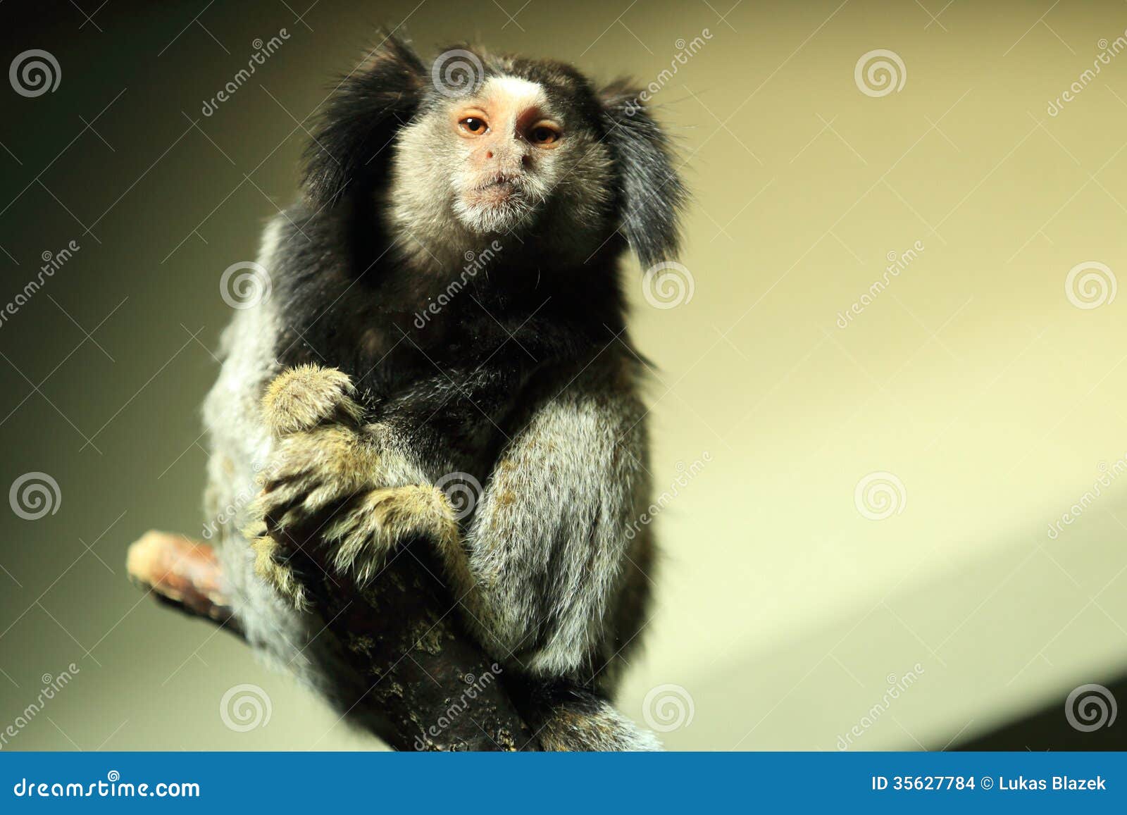 Black Tufted-ear Marmoset, Callithrix Penicillata Stock Image ...