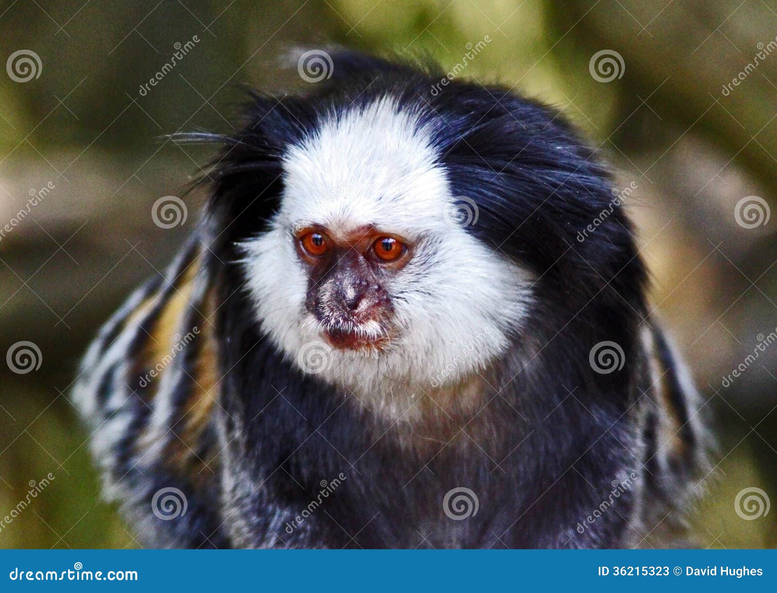 Black Tufted Marmoset Callithrix Penicillata Stock Image - Image of ...