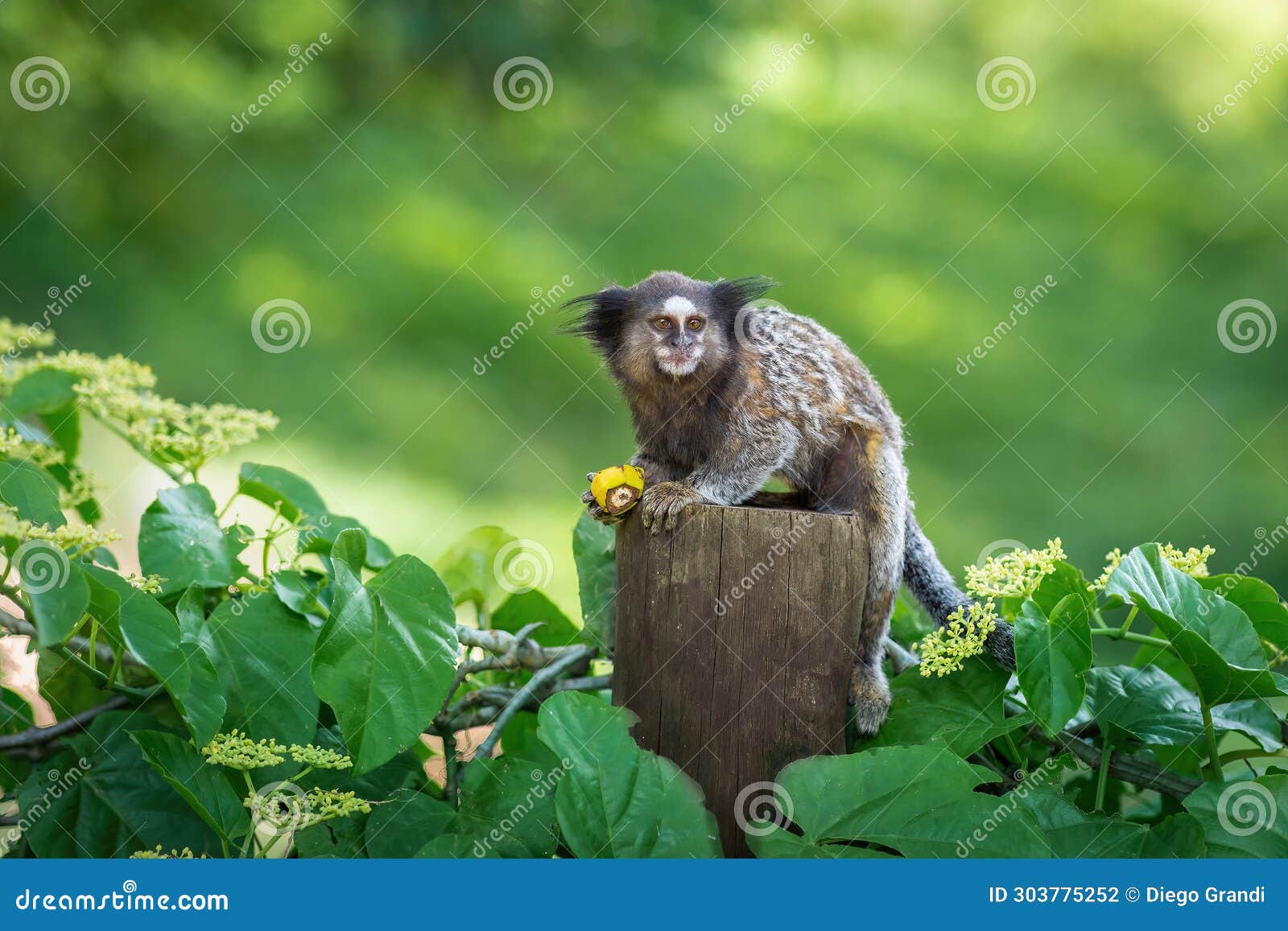 Black-tufted Marmoset Monkey Stock Photo - Image of neotropical, mico ...