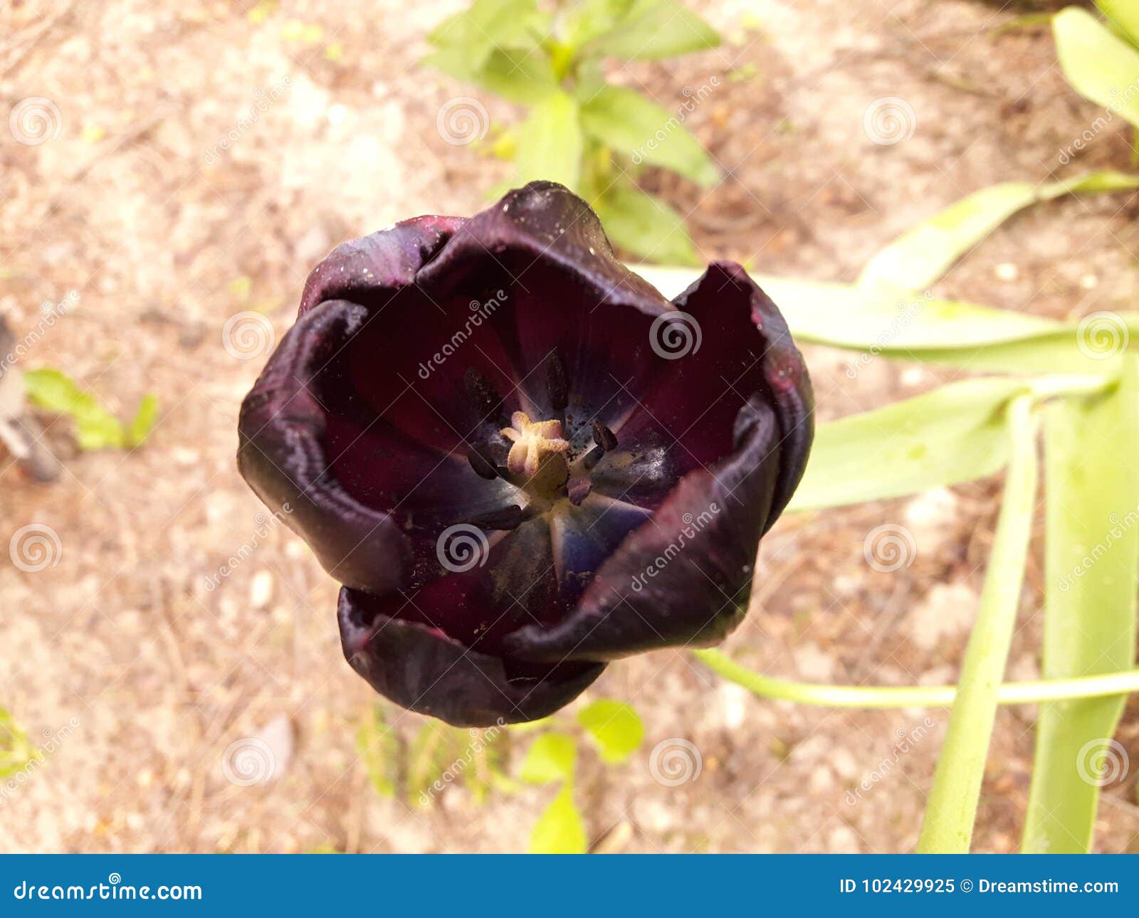 Black Tulip stock image. Image of leaf, summer, garden - 102429925