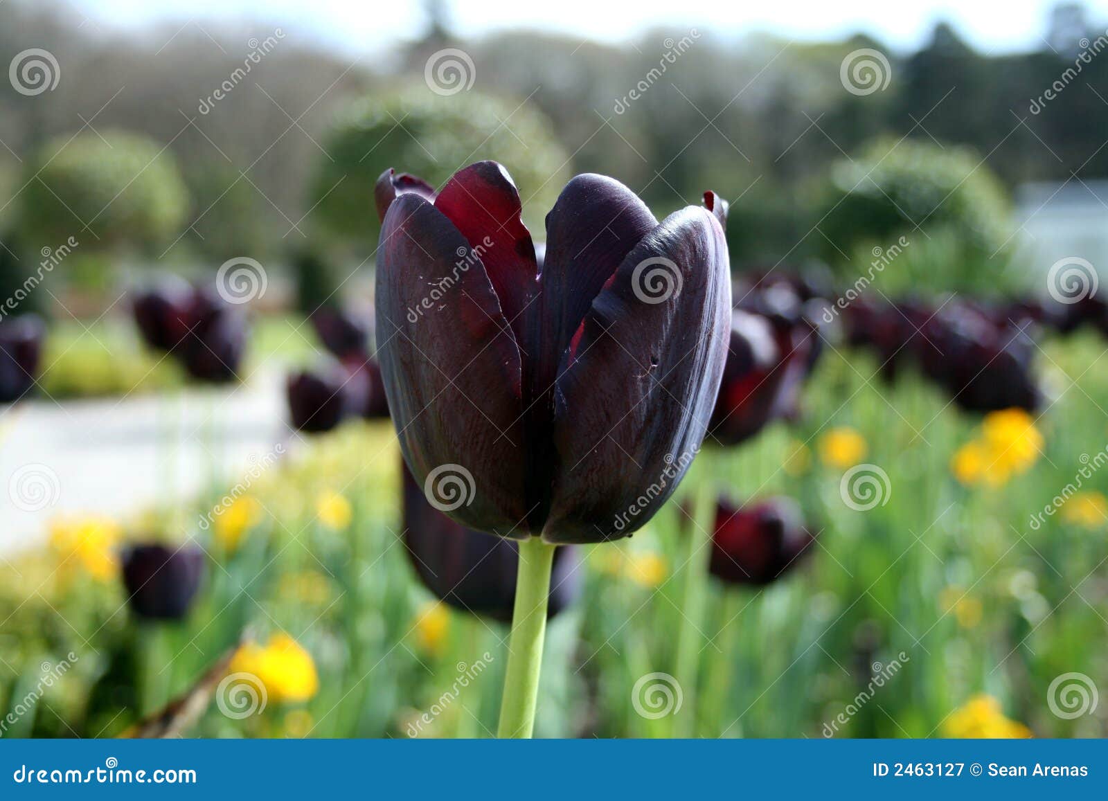Black Tulip Side View stock image. Image of flower, garden - 2463127