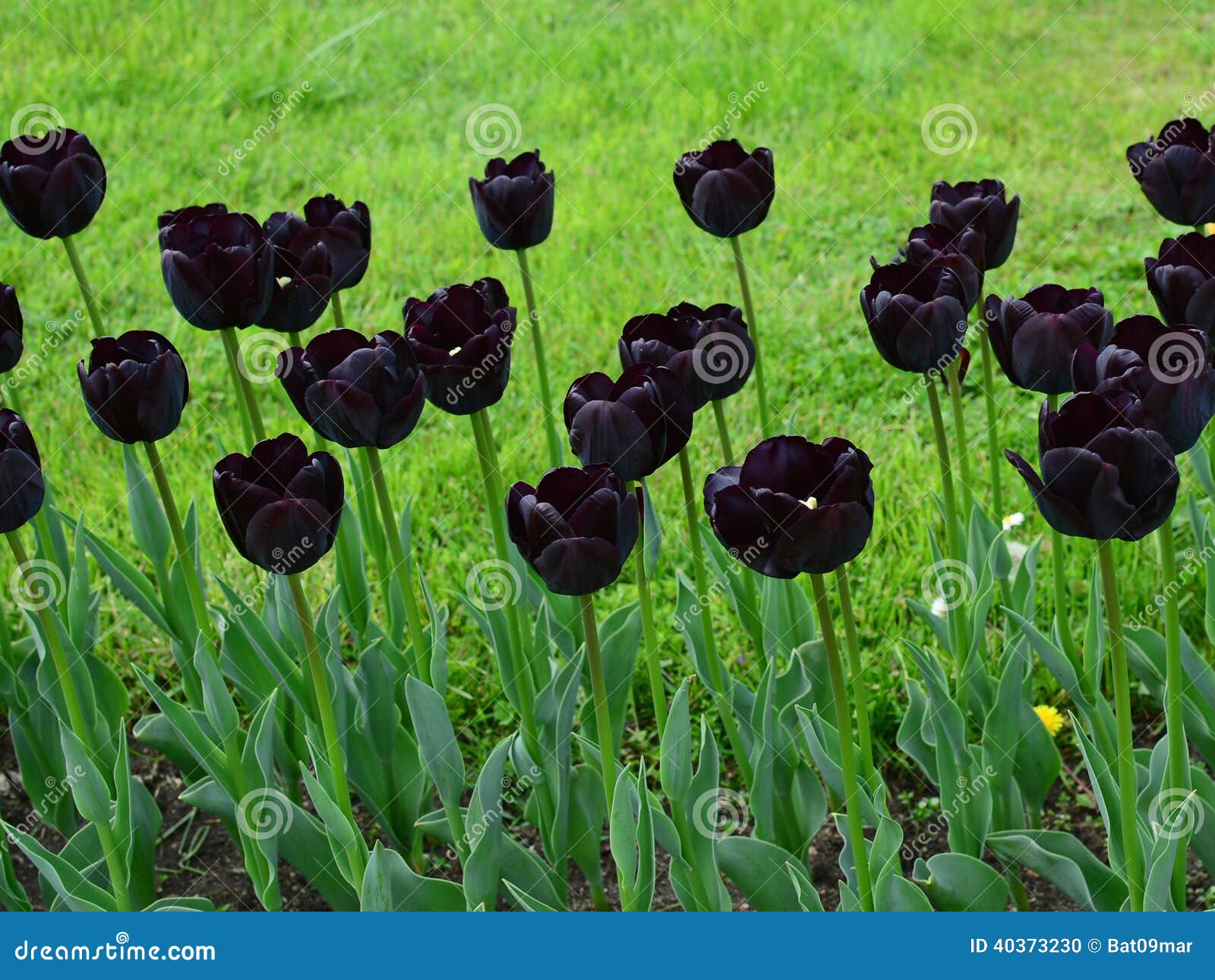 Black tulips stock photo. Image of bulbs, parks, fluffy - 40373230