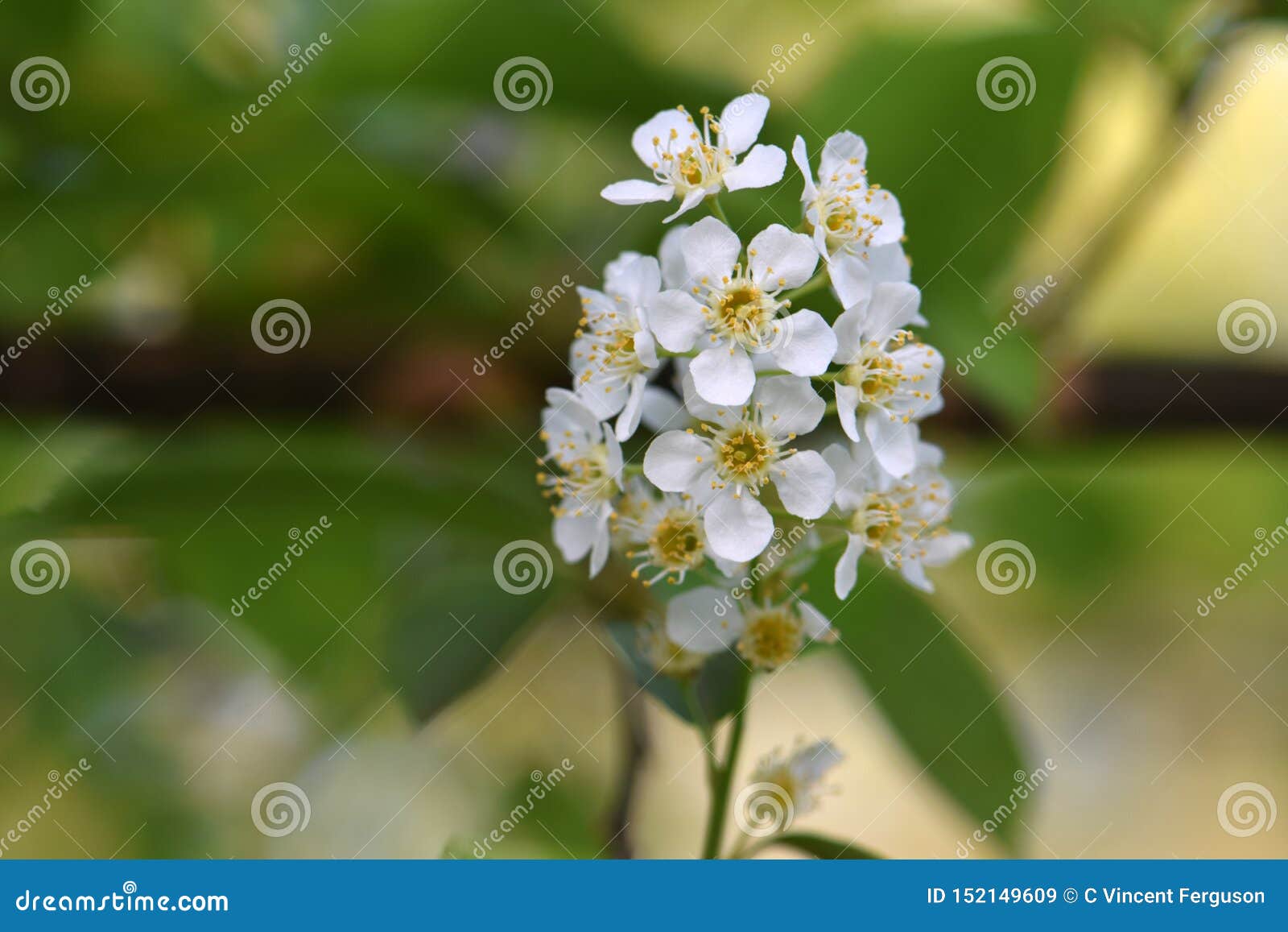Black Tupelo White Blossom 03 Stock Image - Image of tupelo, trunk ...