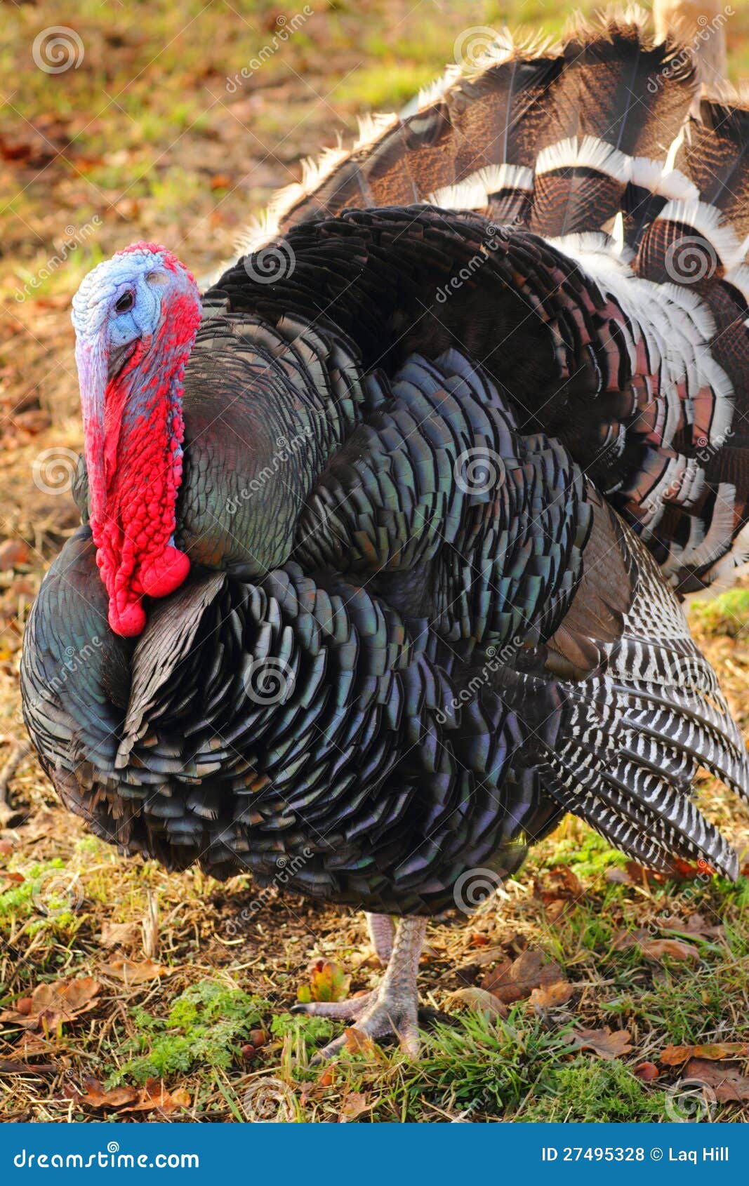 Black Turkey stock photo. Image of farm, beautiful, dewlap - 27495328