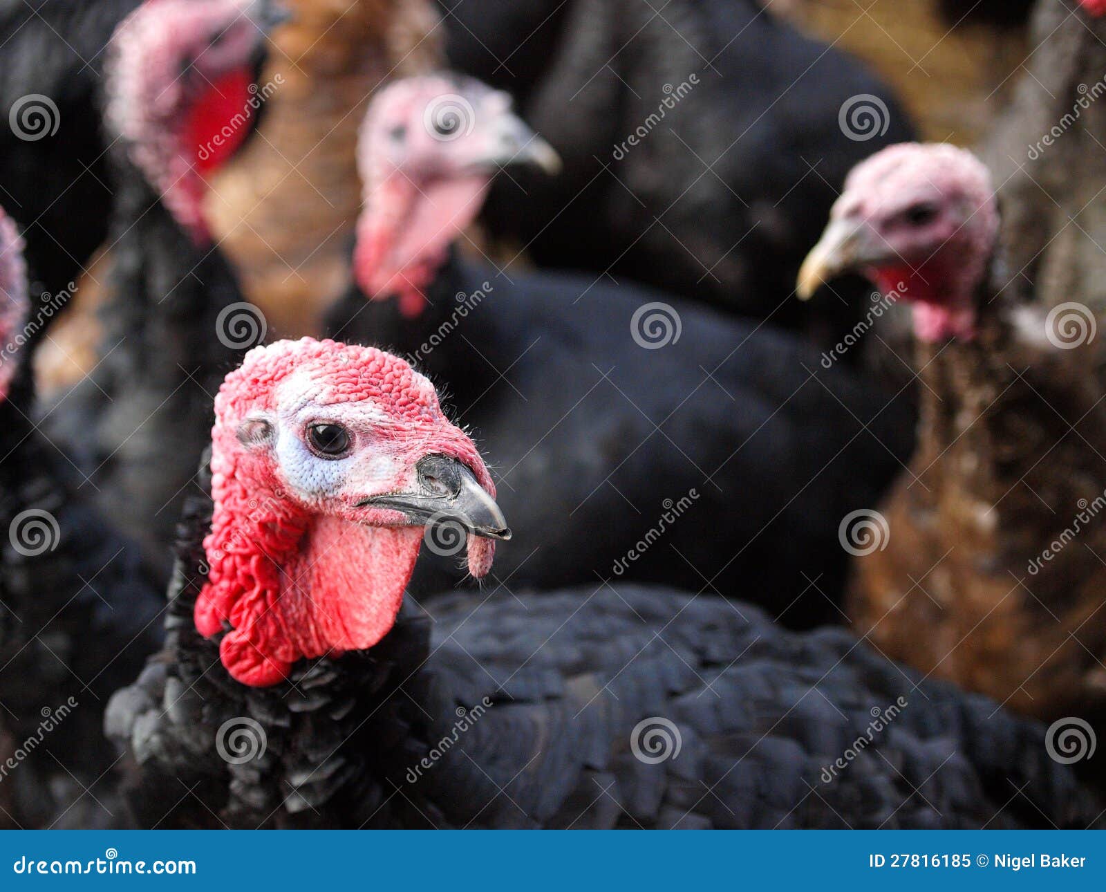 Black Turkey stock image. Image of fall, male, bird, food - 27816185