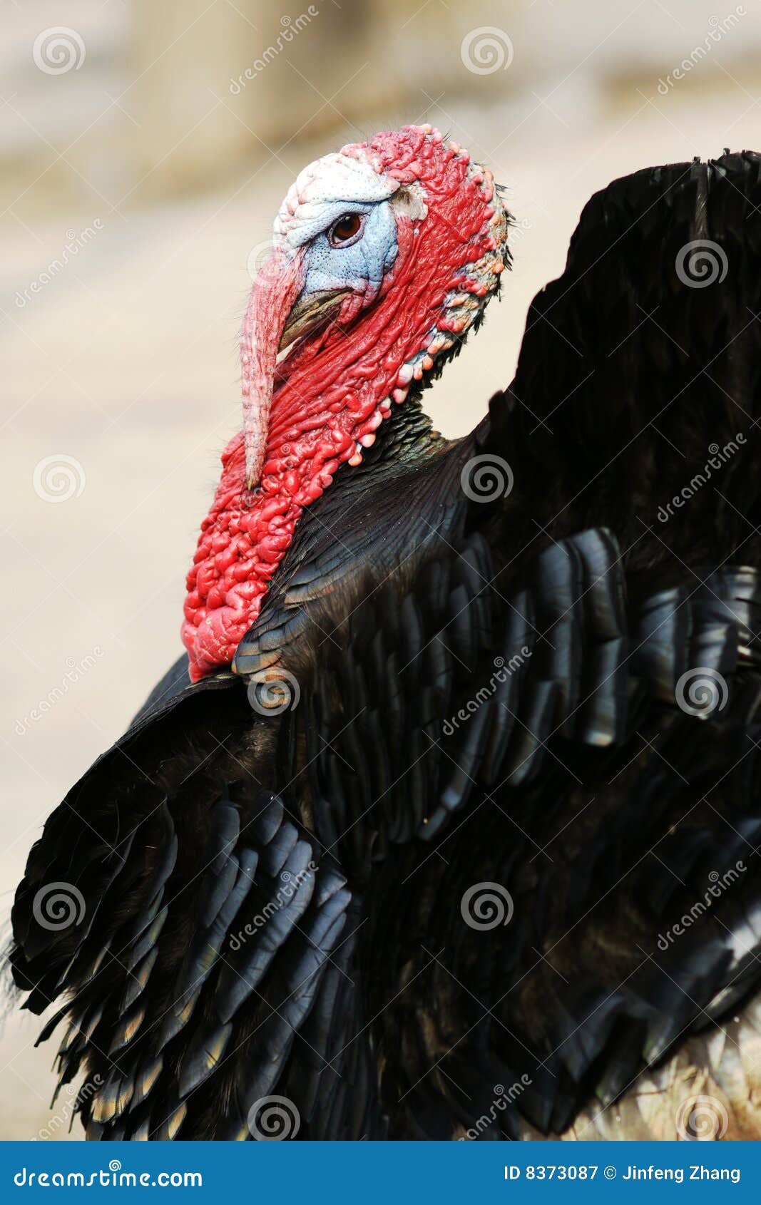 Black turkey stock image. Image of beautiful, stare, wildlife - 8373087