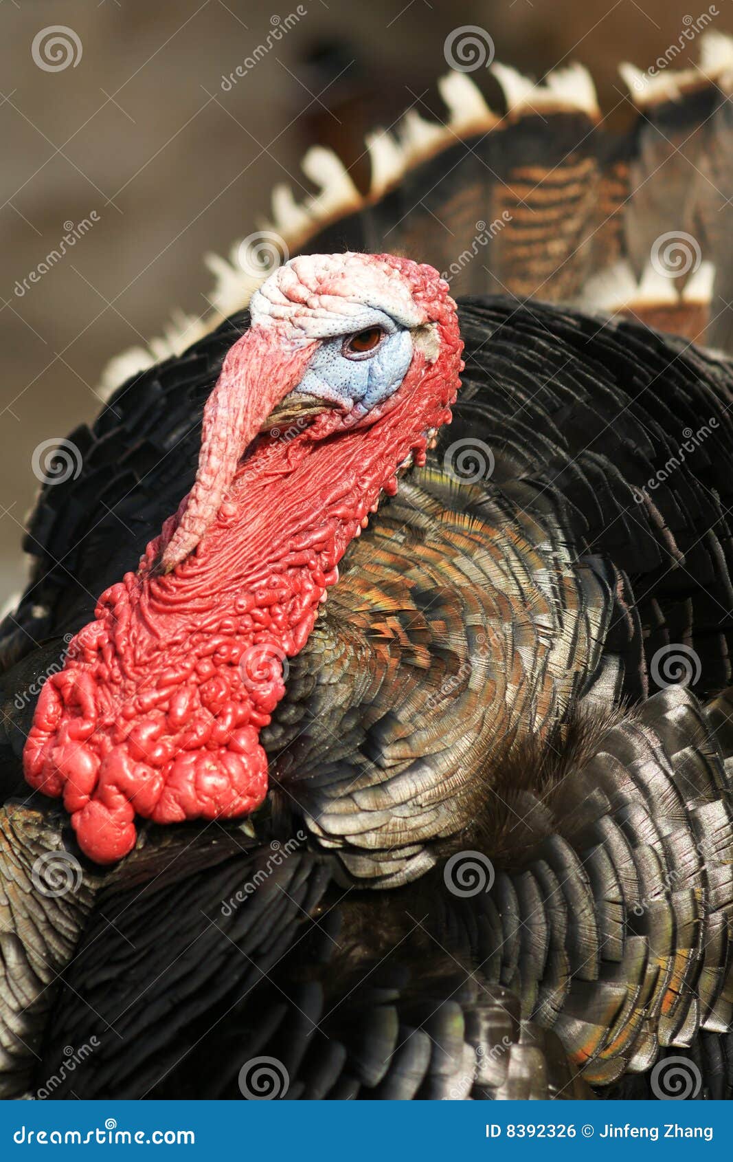 Black Turkey Bird Called North Caucasian Bronze Turkey Stock Photo ...