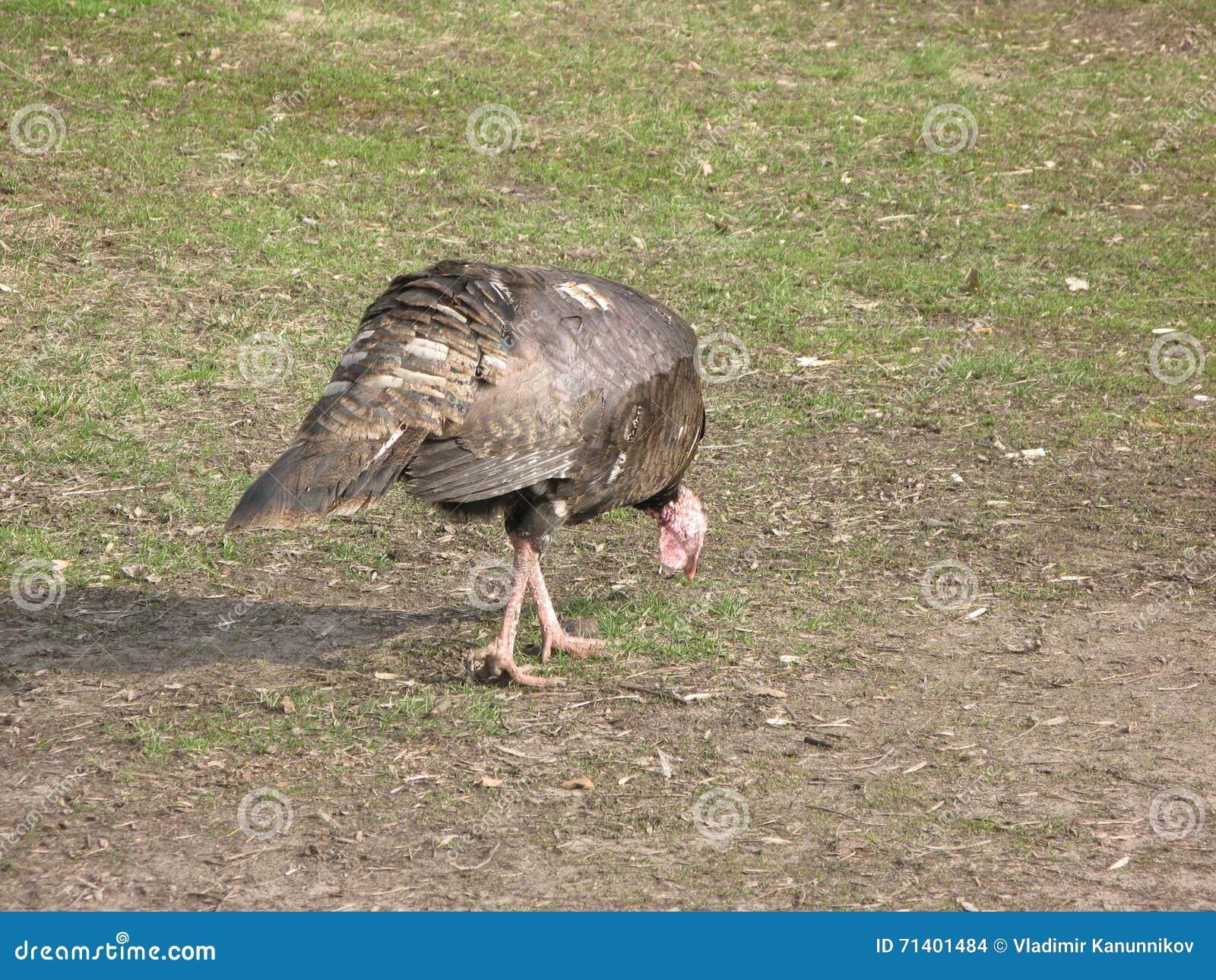 Black turkey stock photo. Image of black, spring, female - 71401484