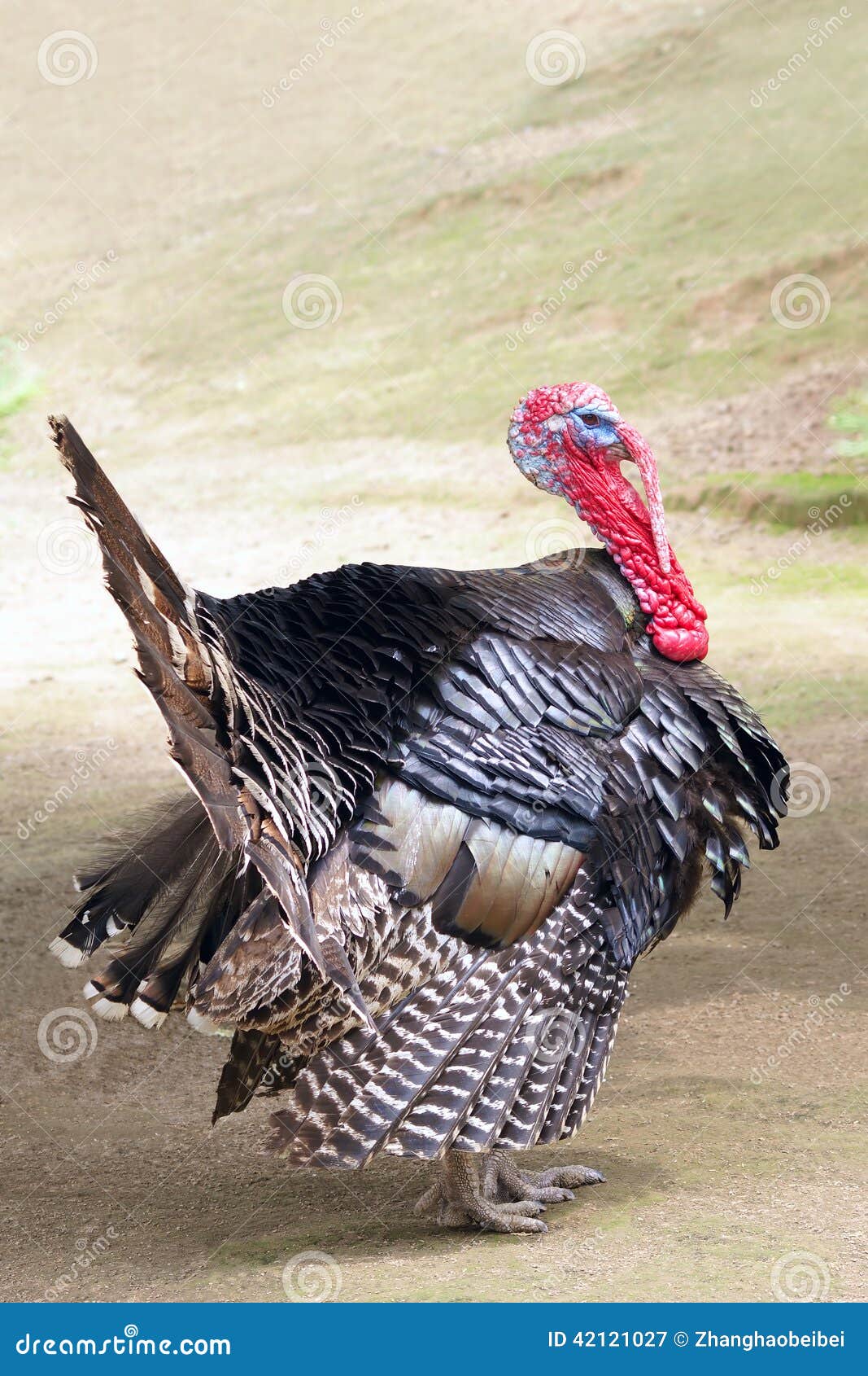 Black turkey stock image. Image of neck, cute, black - 42121027