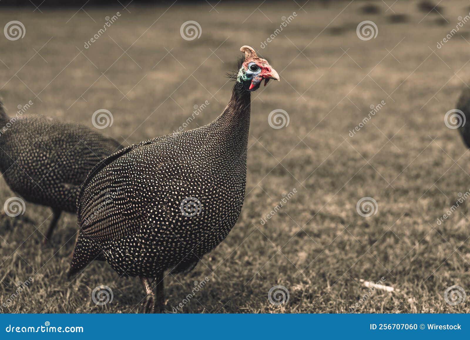 Black turkey in the farm stock photo. Image of chicken - 256707060