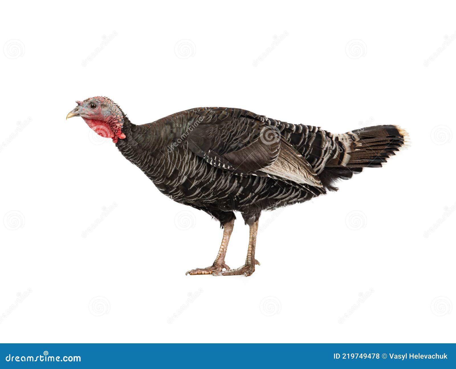 Black Turkey Bird Called North Caucasian Bronze Turkey Stock Photo ...