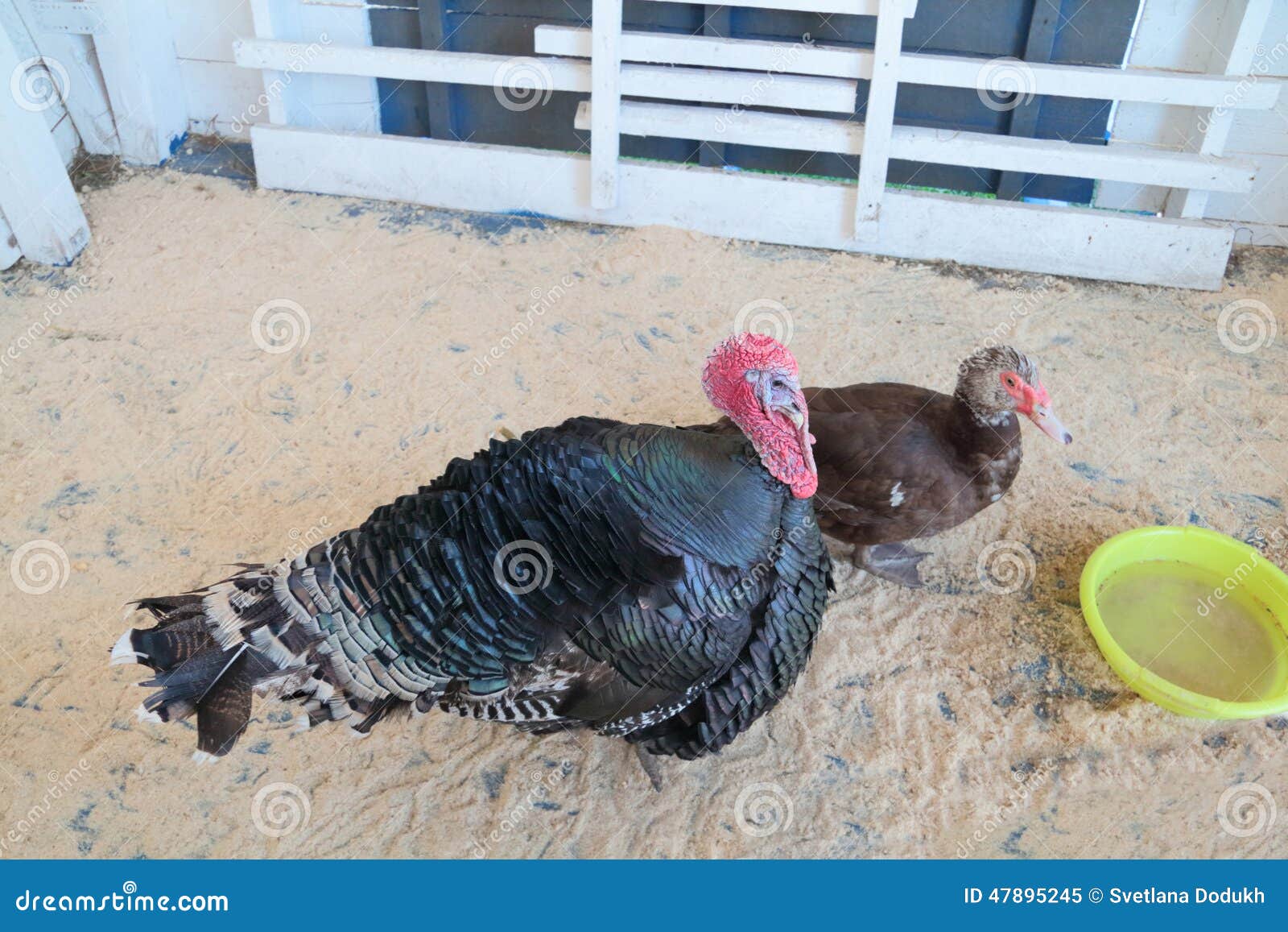 Black Turkey with Red Head and Brown Duck Live in Same Cage Stock Image ...