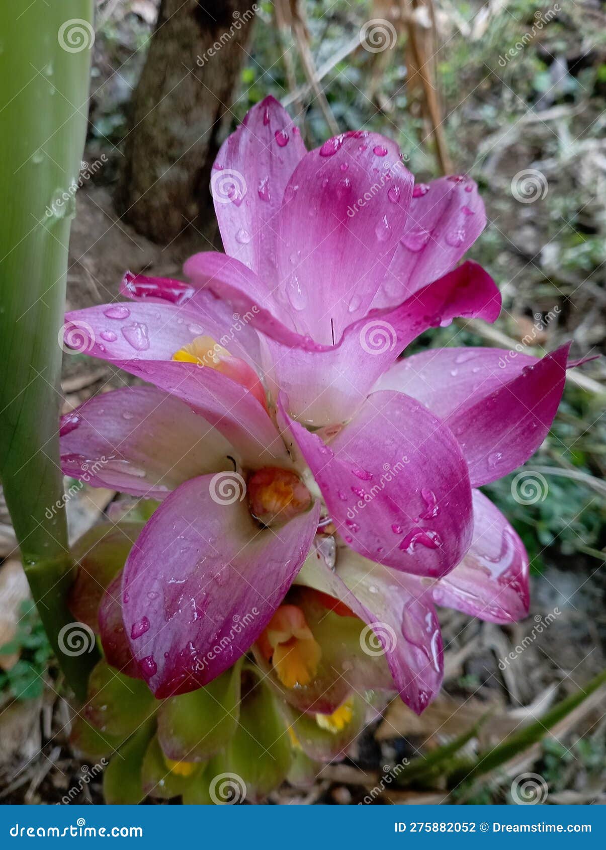Black Turmeric Flower stock photo. Image of naturephotography - 275882052