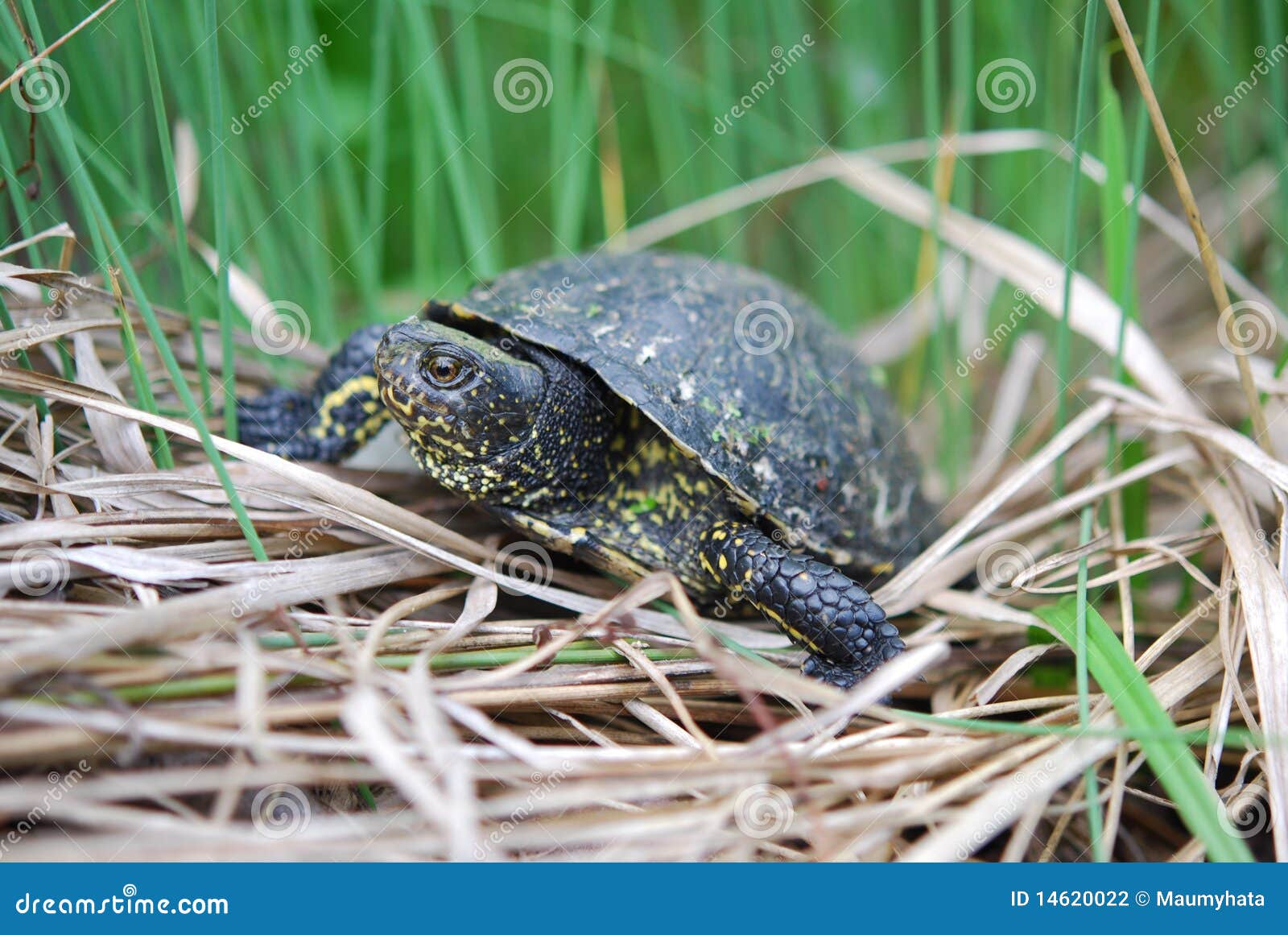 Black turtle stock photo. Image of natural, tortoise - 14620022