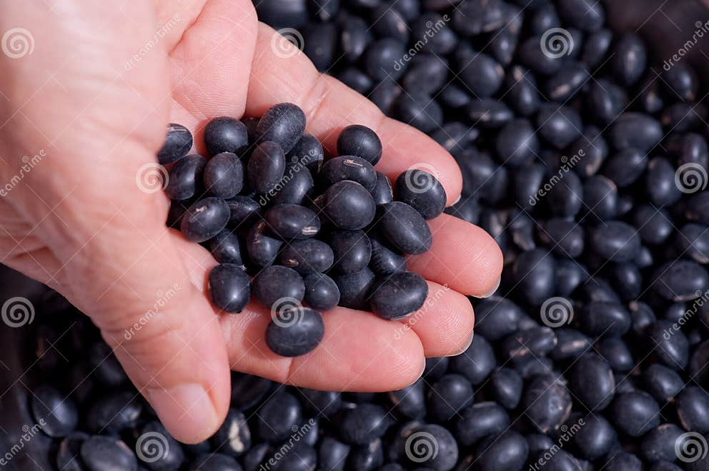 Black Turtle Bean Series 1 stock photo. Image of organic - 10226990