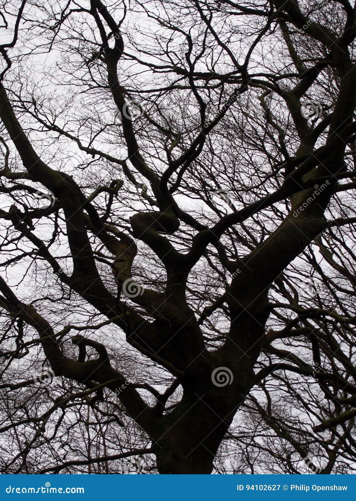 Black twisted tree stock image. Image of shape, forest - 94102627