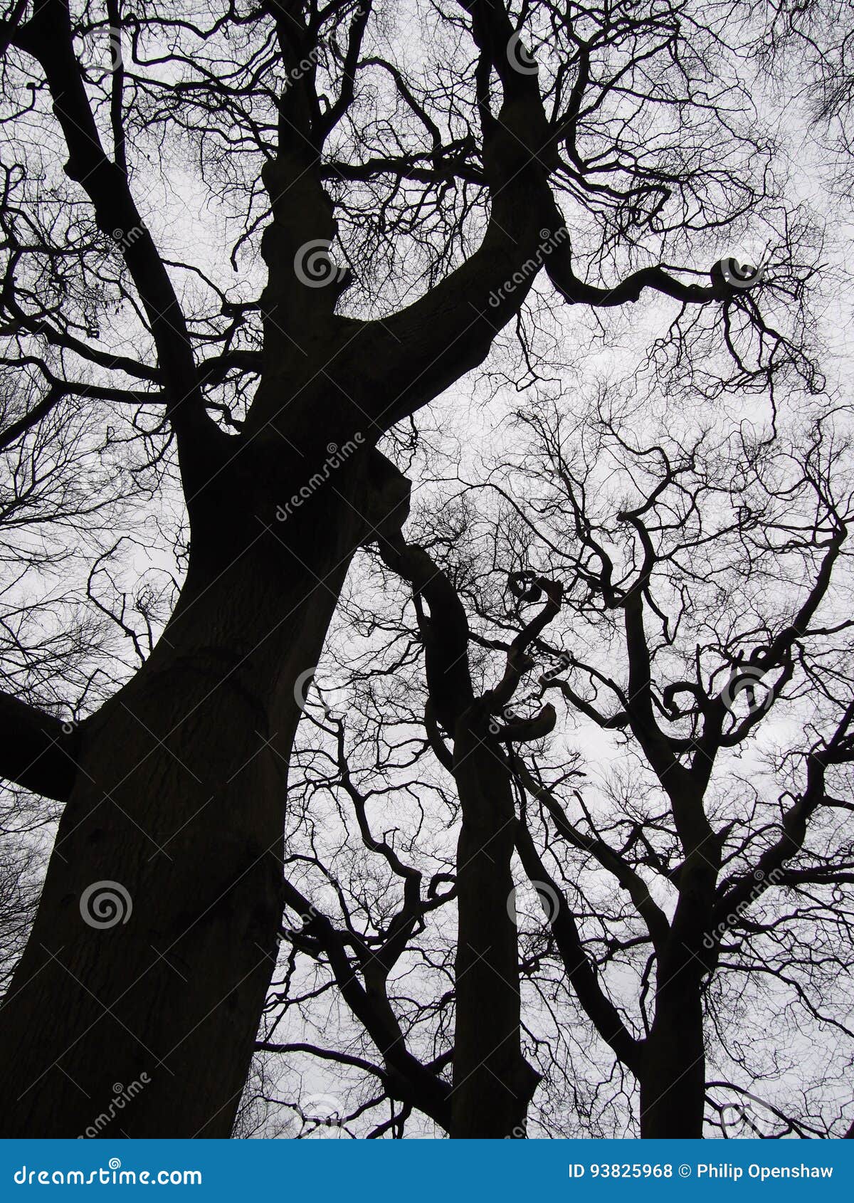 Black twisted trees stock photo. Image of abstract, gothic - 93825968