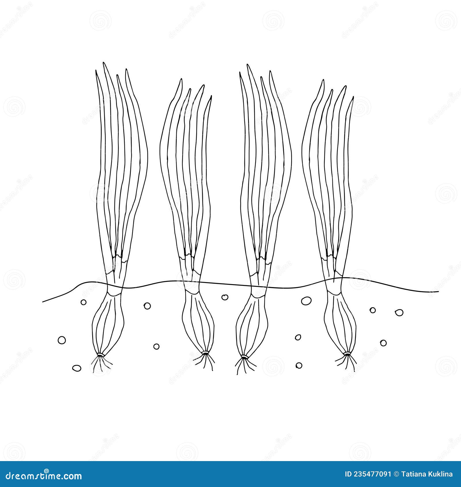 Black Vector Outline Illustration of a Group of Onions Grows in the ...
