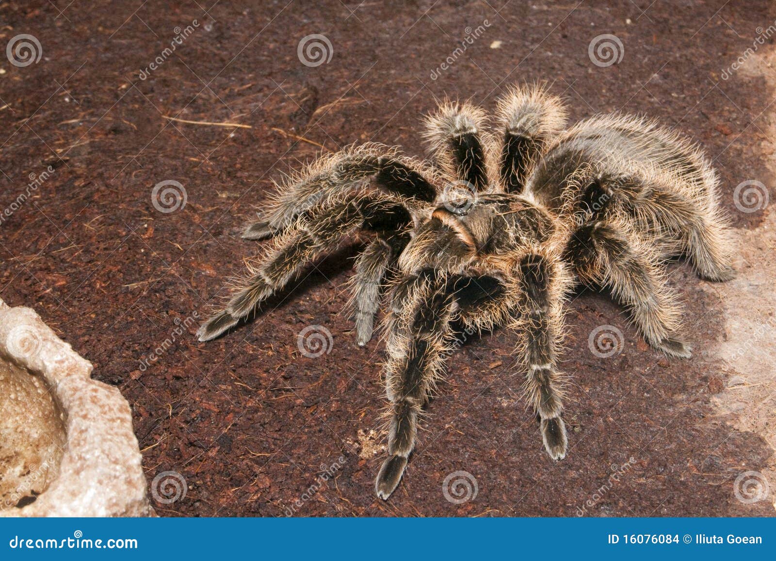 Black Velvet Tarantula stock photo. Image of tarantula - 16076084
