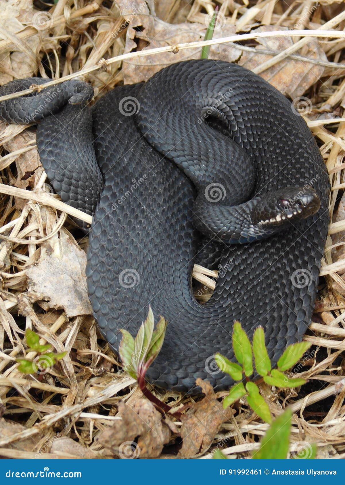 Black Viper stock image. Image of russia, snake, leningrad - 91992461