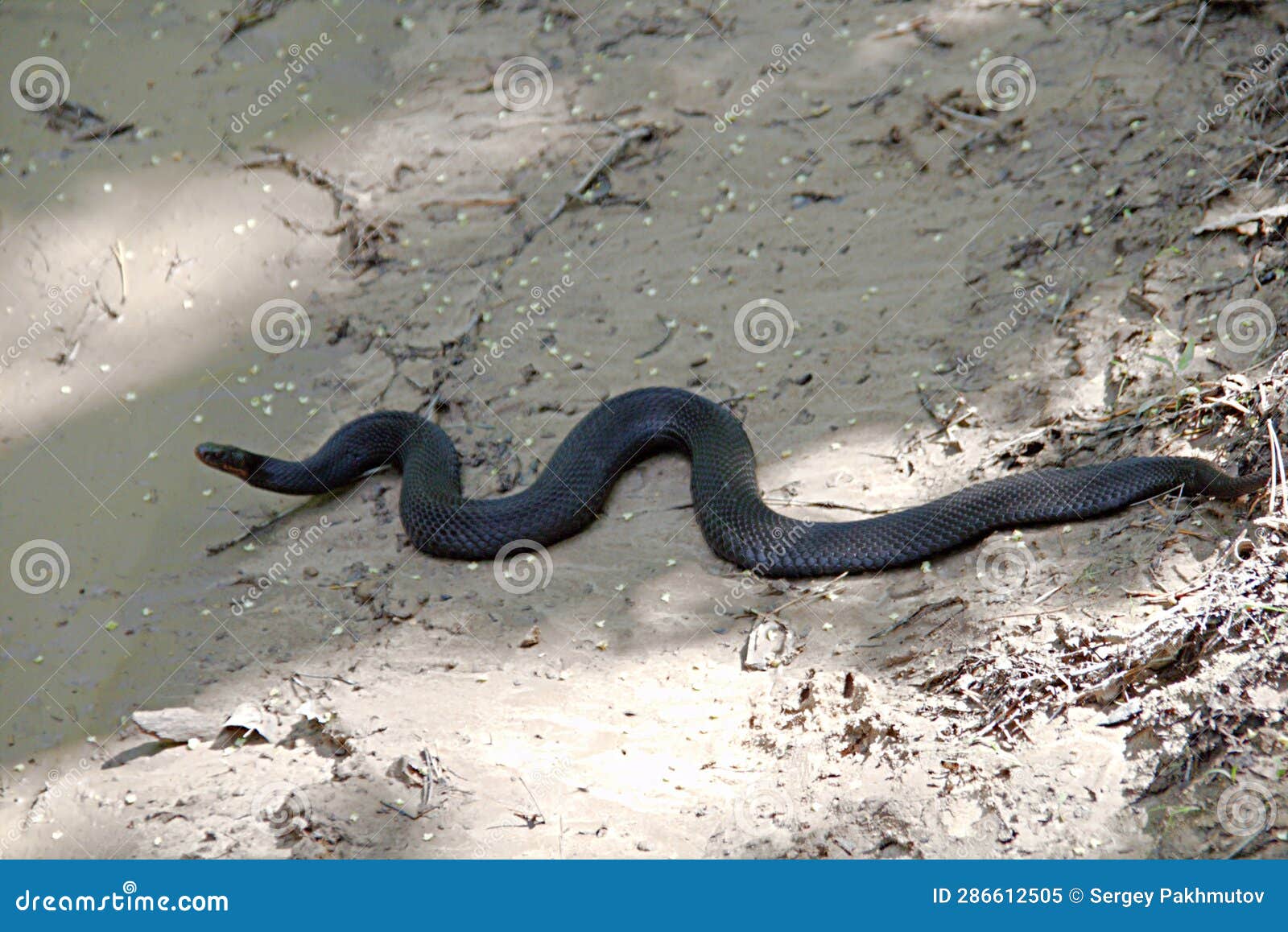 Black Viper Crawls Across a Sandy Path Stock Image - Image of black ...
