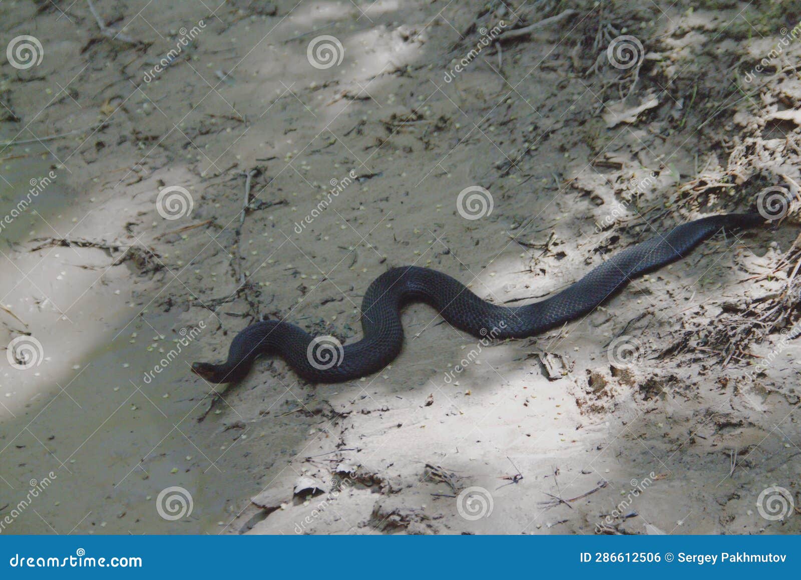 Black Viper on a Sandy Path Stock Photo - Image of crawls, serpent ...