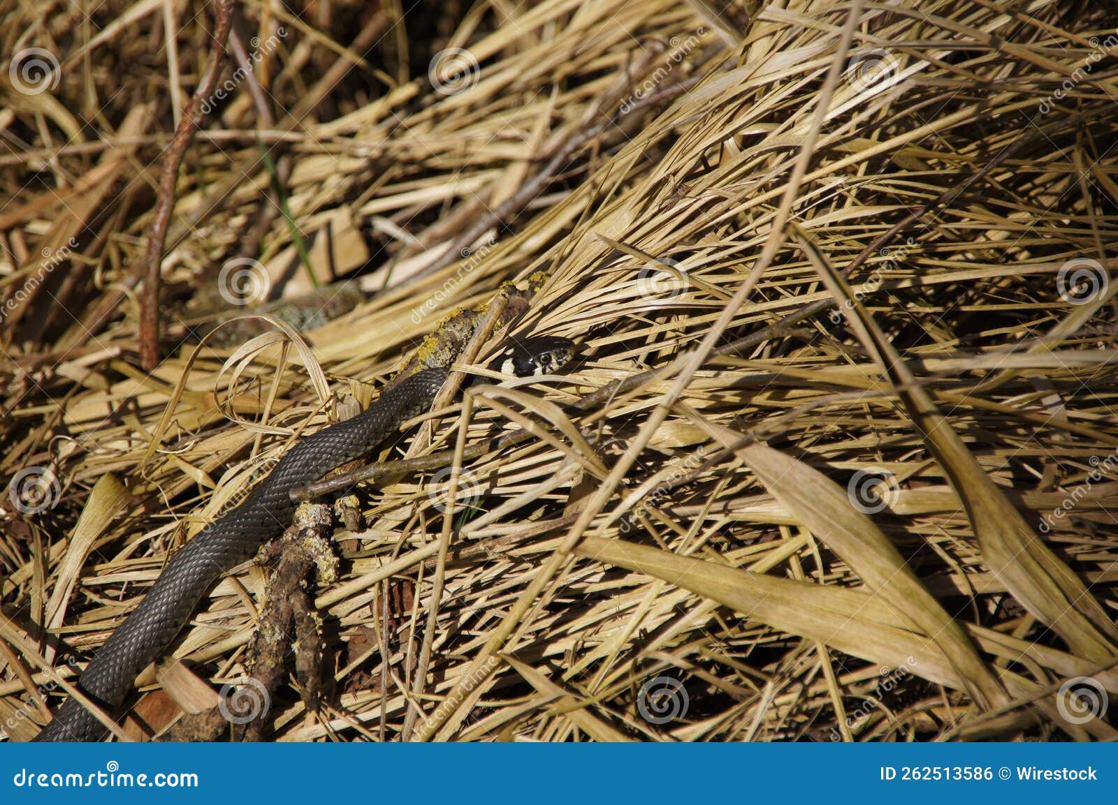 Black Viper Snake Crawling on the Yellow Grass Stock Photo - Image of ...
