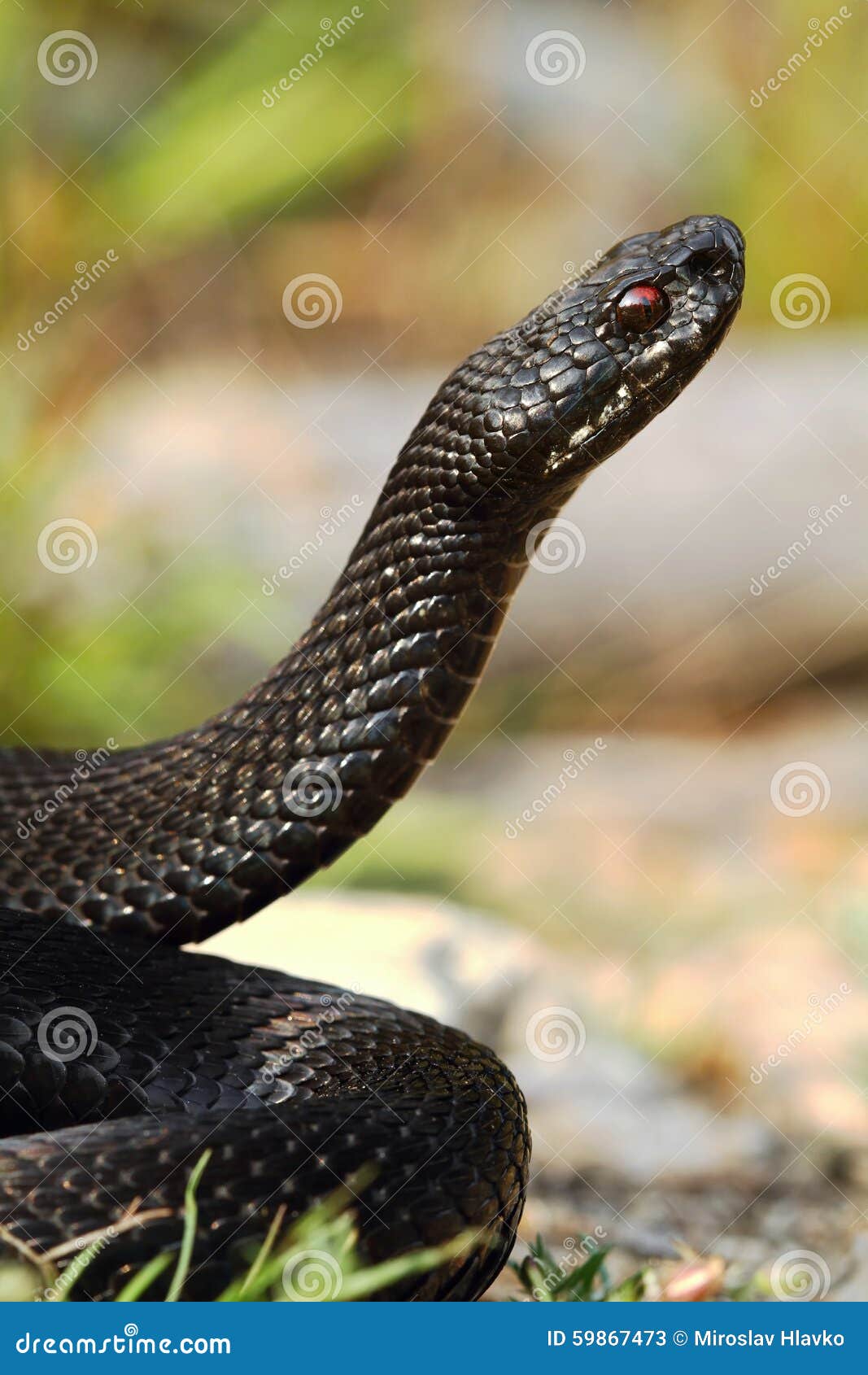 Black viper standing stock image. Image of animal, path - 59867473