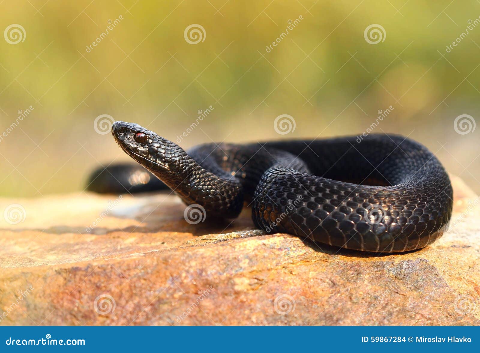 Black viper on stone stock photo. Image of black, dangerous - 59867284