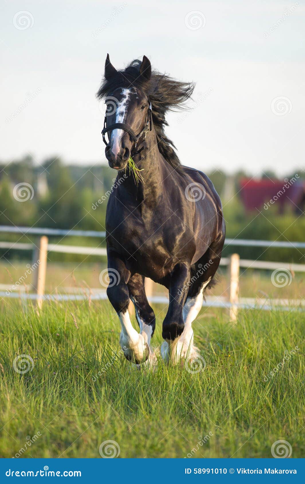 Black Clydesdale Running